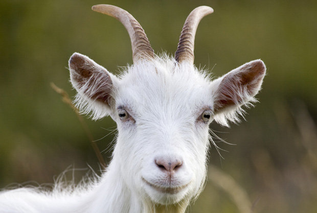 Singing the Goat Song | The Alternate Path